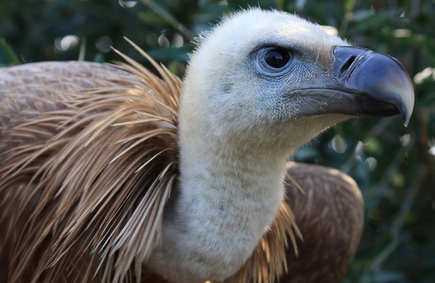 Birdwatching: os grifos nas Portas de Ródão – Monte do Pego